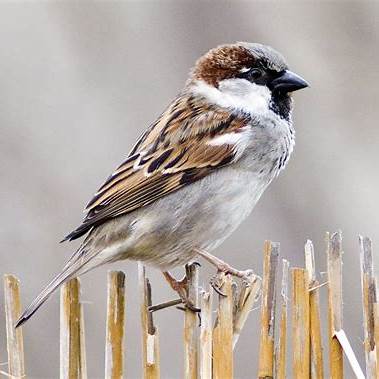 The Sparrow’s Secret Flight in Henry’s Revolutionary Tale – The Patriot ...